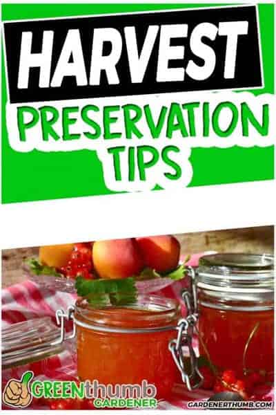 Extend your Harvest | 3 Amazing Ways of Preserving Food | Green Thumb ...