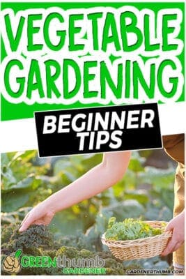 20 Vegetable Garden Tips For Beginners [Dirty Edition] | Green Thumb ...