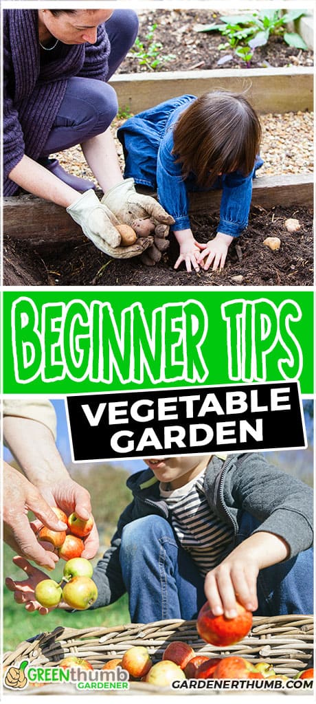 10 Easy To Grow Vegetables For First Time Gardener | Green Thumb Gardener