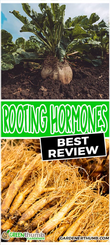 5 Best Rooting Hormone [2022] [Beginner Guide] | Green Thumb Gardener