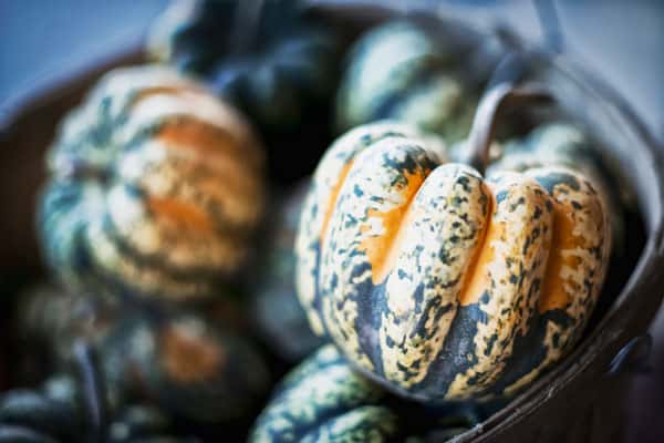 How To Tell When Acorn Squash Is Ripe | Green Thumb Gardener