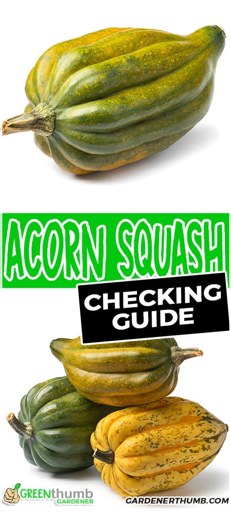 How To Tell When Acorn Squash Is Ripe | Green Thumb Gardener
