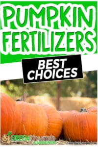 Best Fertilizer For Pumpkins (2022 Grow Big Guide) | Green Thumb Gardener