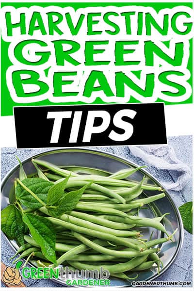 When Are Green Beans Ready To Pick? [Easy Way] | Green Thumb Gardener