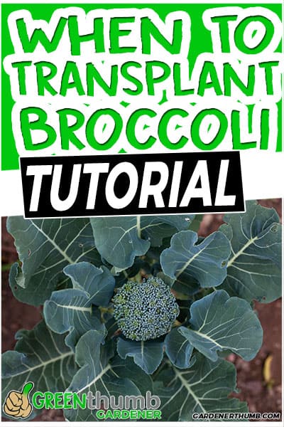 When To Transplant Broccoli [Right Way] | Green Thumb Gardener