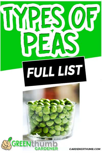 18 Types of Peas To Grow | Green Thumb Gardener