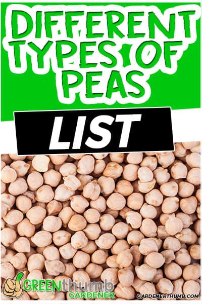 18 Types of Peas To Grow | Green Thumb Gardener