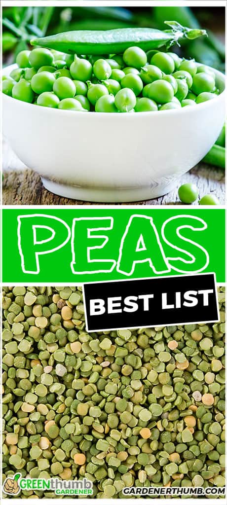 18 Types of Peas To Grow | Green Thumb Gardener