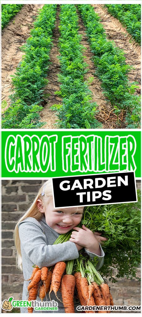 Fertilizer For Carrots | Green Thumb Gardener