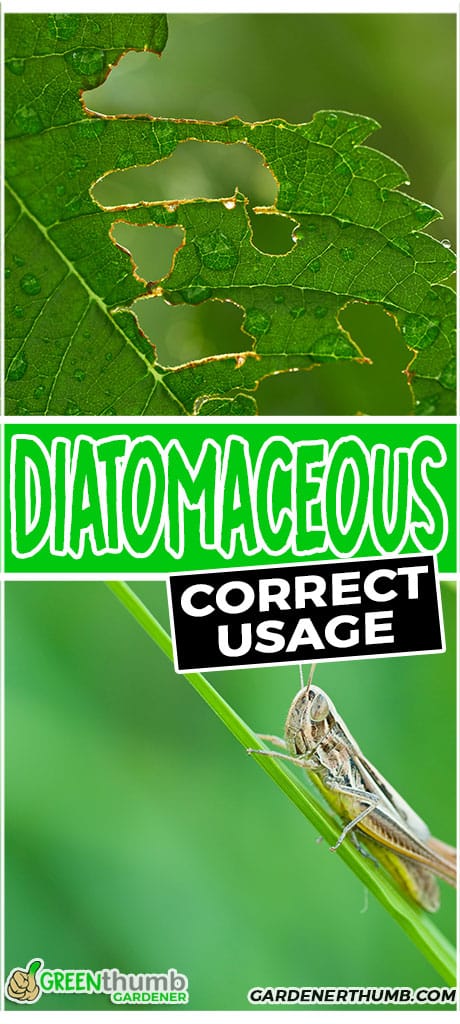 How To Use Diatomaceous Earth [Garden Saving Guide] | Green Thumb Gardener