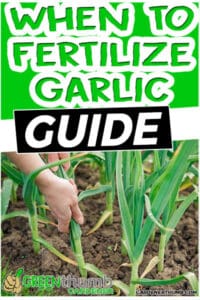 When To Fertilize Garlic [Garlic Growing Tips] | Green Thumb Gardener