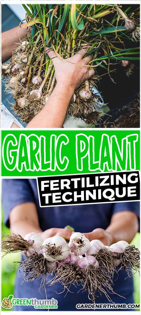 When To Fertilize Garlic [Garlic Growing Tips] | Green Thumb Gardener
