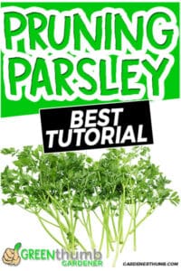 How To Prune Parsley To Promote Growth | Green Thumb Gardener