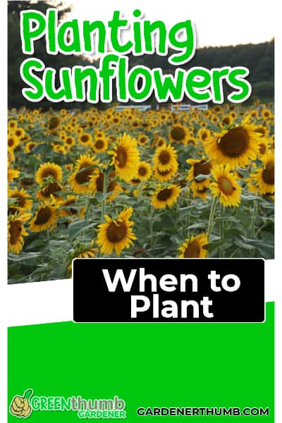Best Time To Plant Sunflowers [Beginner's Guide] | Green Thumb Gardener