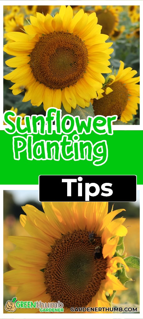 Best Time To Plant Sunflowers [Beginner's Guide] | Green Thumb Gardener