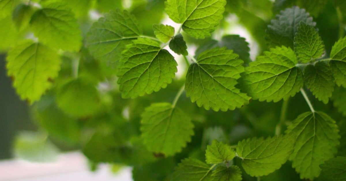 White Spots On Mint Leaves (Identification & Treatment Tips) | Green ...