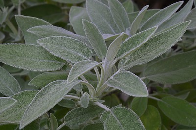 15 Types Of Sage You May Not Have Heard Of | Edible to Smudging | Green ...