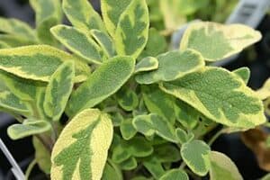 15 Types Of Sage You May Not Have Heard Of | Edible to Smudging | Green ...