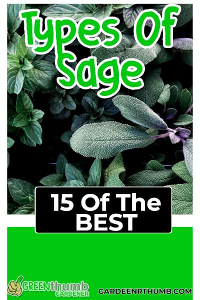 15 Types Of Sage You May Not Have Heard Of | Edible to Smudging | Green ...