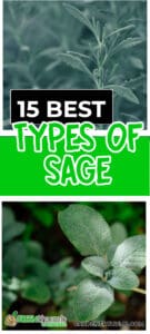 15 Types Of Sage You May Not Have Heard Of | Edible to Smudging | Green ...